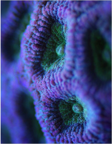 L ‘art pour regénérer le corail | Aica Caraïbe du Sud