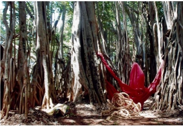 Akuzuru : The Healing chambers | Aica Caraïbe du Sud